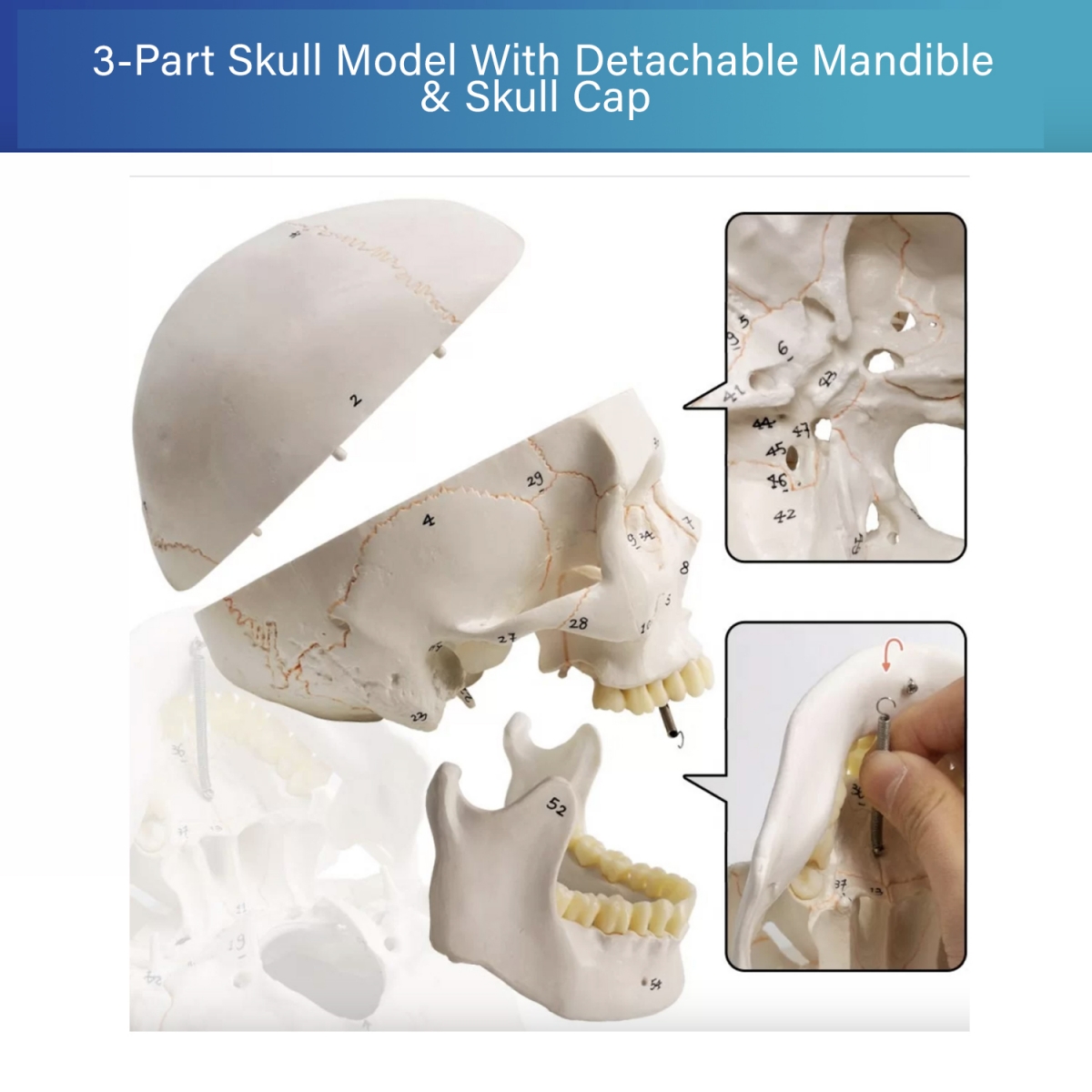 Human Skull Model With Numbers, Highlighted Sutures And Study Manual | MYASKRO